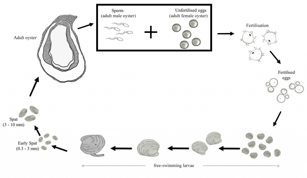 Oyster Life Cycle | THE DISCOVERY OF NEW OYSTER SPECIES