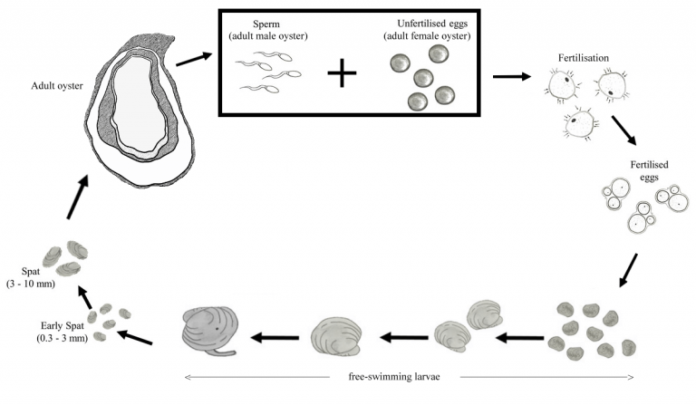Oyster Life Cycle | THE DISCOVERY OF NEW OYSTER SPECIES